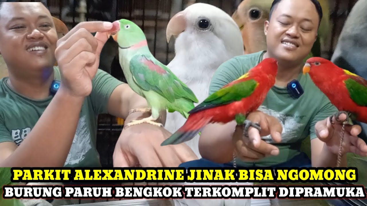 UPDATE HARGA BURUNG PARUH BENGKOK TERKOMPLIT DIPASAR BURUNG PRAMUKA ...