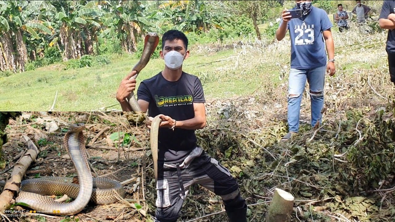 PART 2. HULI ANG MALAKING COBRA KAY COBRA PRINCE . - YouTube