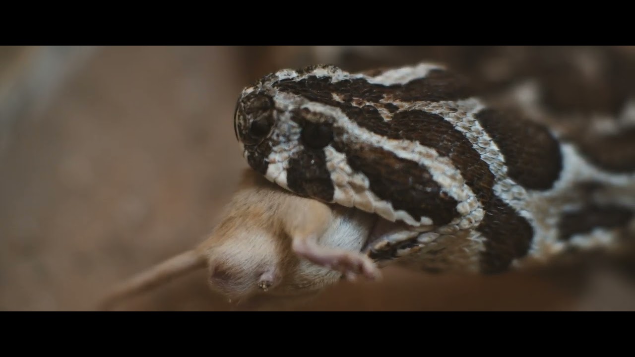 SNAKE FACING FORWARD AND SWALLOWING A MOUSE 4K - YouTube