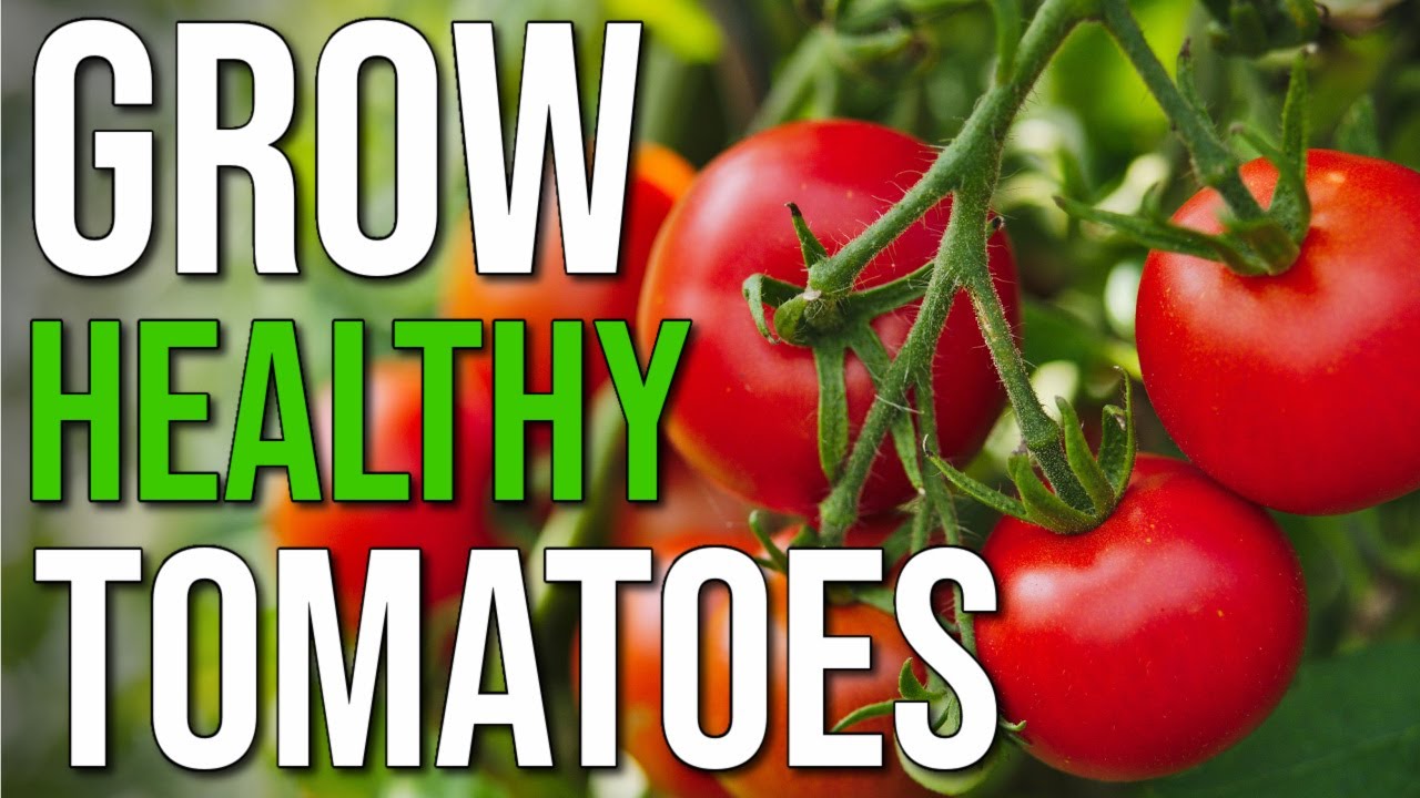 Grow Healthy Tomato Plants | Tips For Growing Tomatoes | Advice On ...
