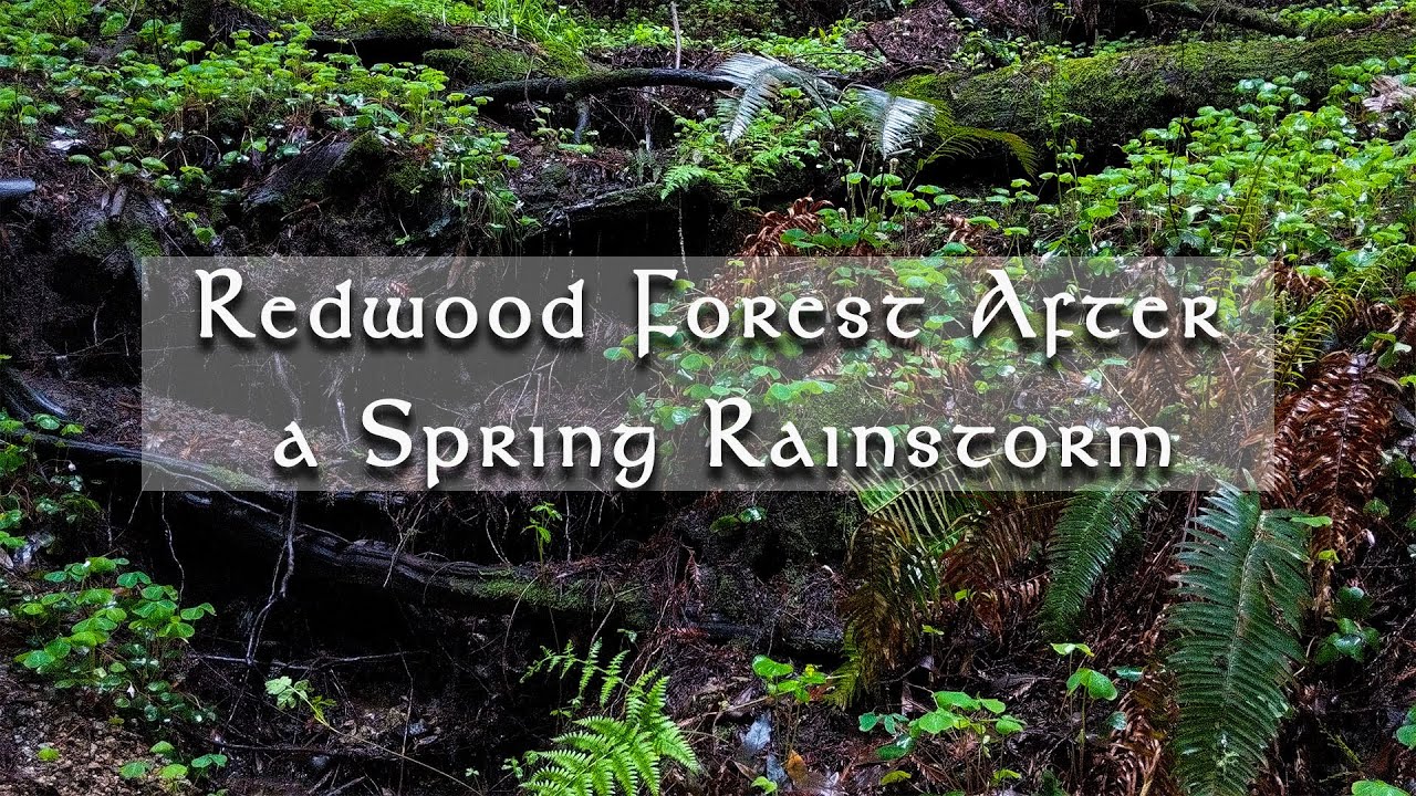 Redwood Forest After a Spring Rainstorm - YouTube