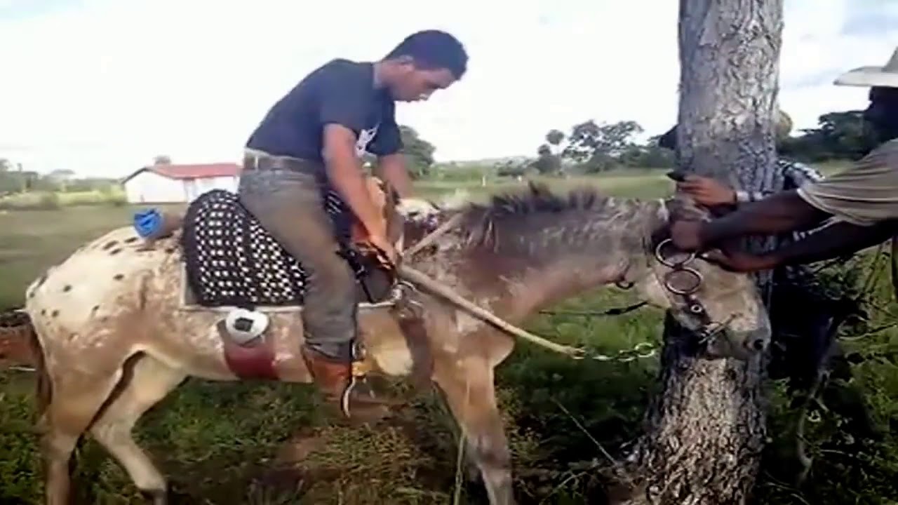 Montando burro xucro o bicho pula rodando - YouTube