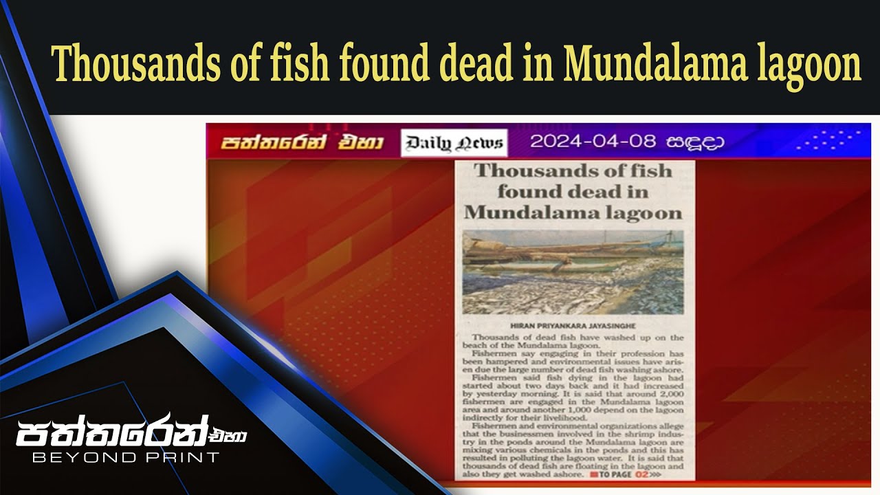 Thousands of fish found dead in Mundalama lagoon - YouTube