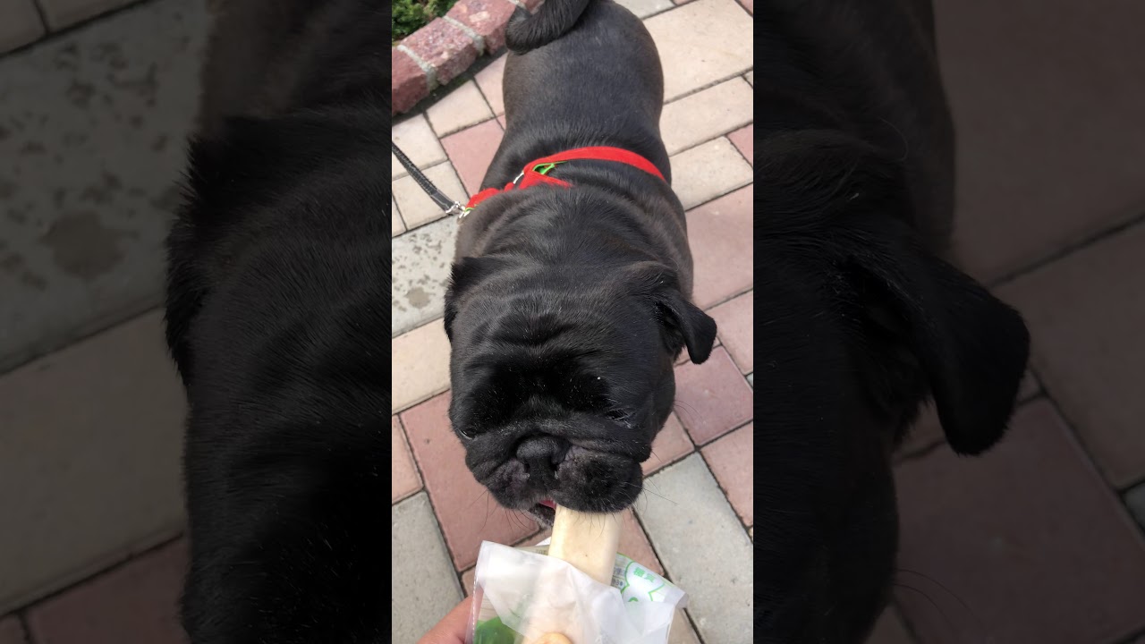 Pug eats chicken - YouTube