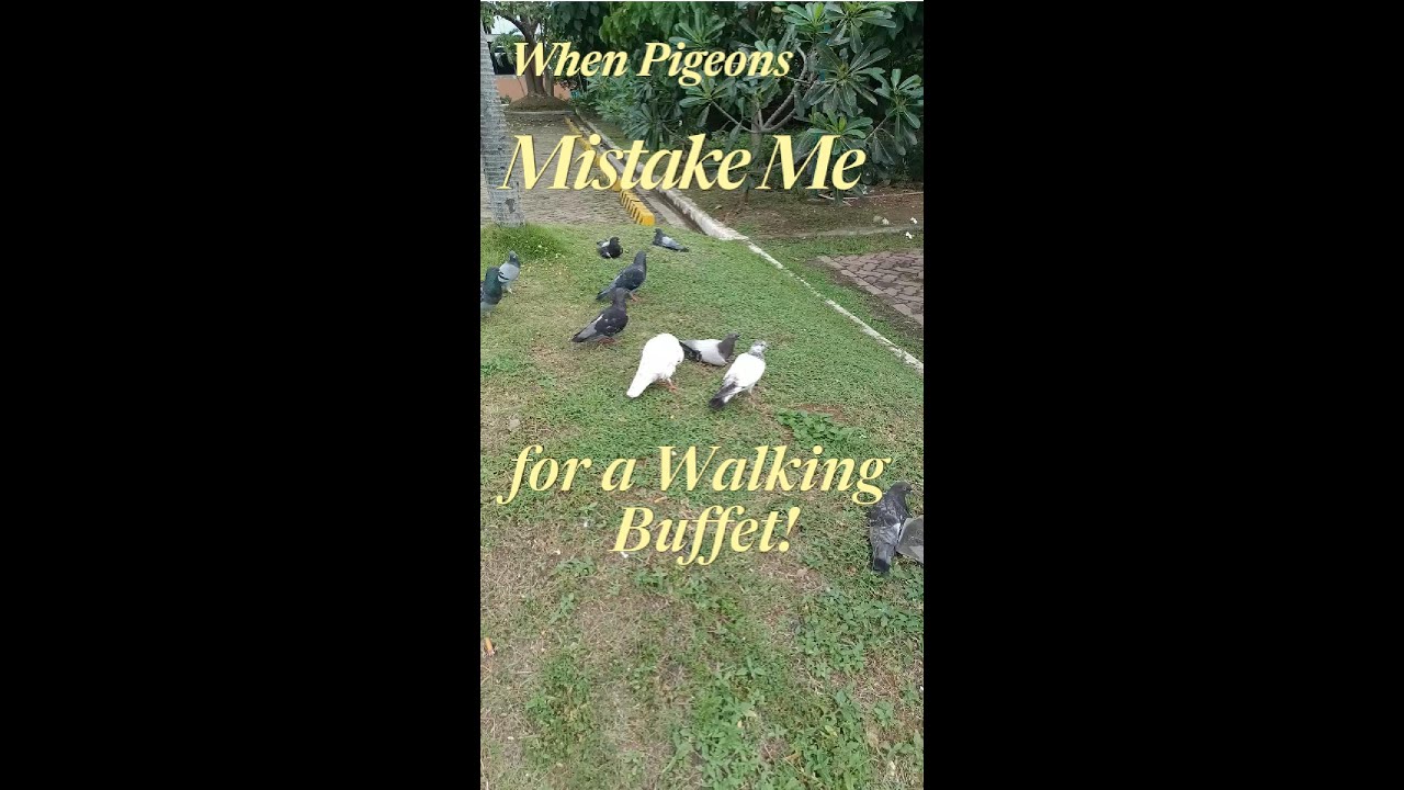 When Pigeons Mistake Me for a Walking Buffet! 😂🍽️ - YouTube