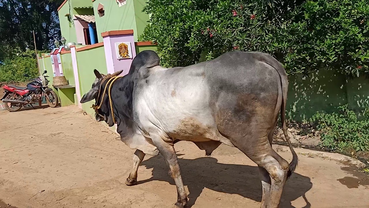 Ongole breeding bull@9160491267 - YouTube