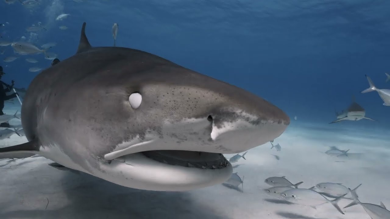 Tiger Beach & Bimini Bahamas Shark Diving in 4K - Relaxing - YouTube