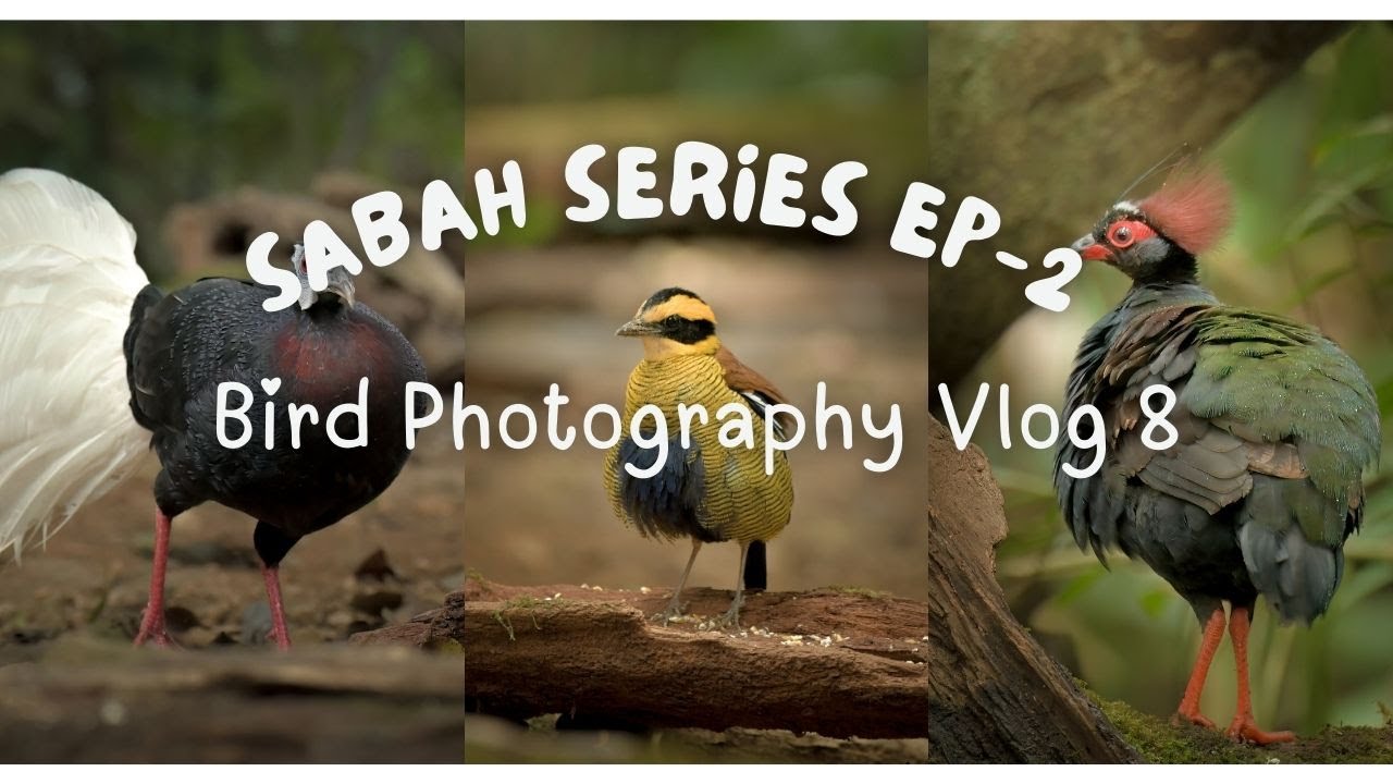 Unique birds of Sabah | Sabah series Ep-2 | Mount Trusmadi | Bird ...