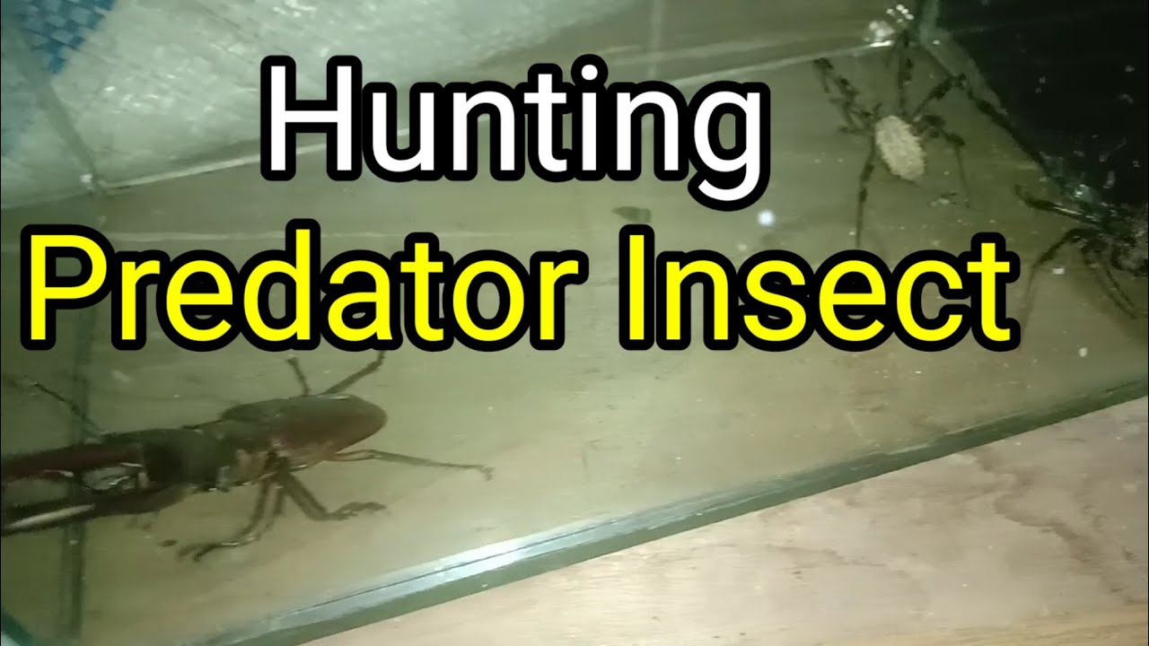 Hunting Predator Insect - YouTube