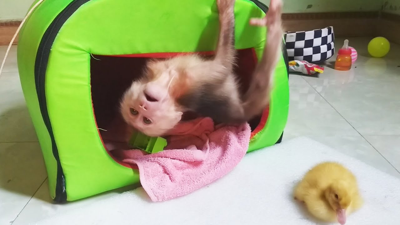 Mimi monkeys have fun in the tiny house - YouTube