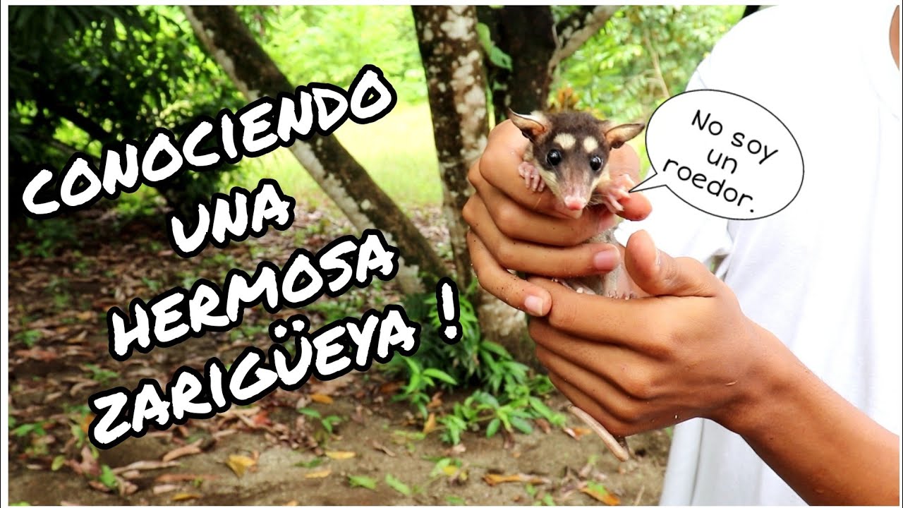 ¿ marsupiales en Costa Rica ? - YouTube
