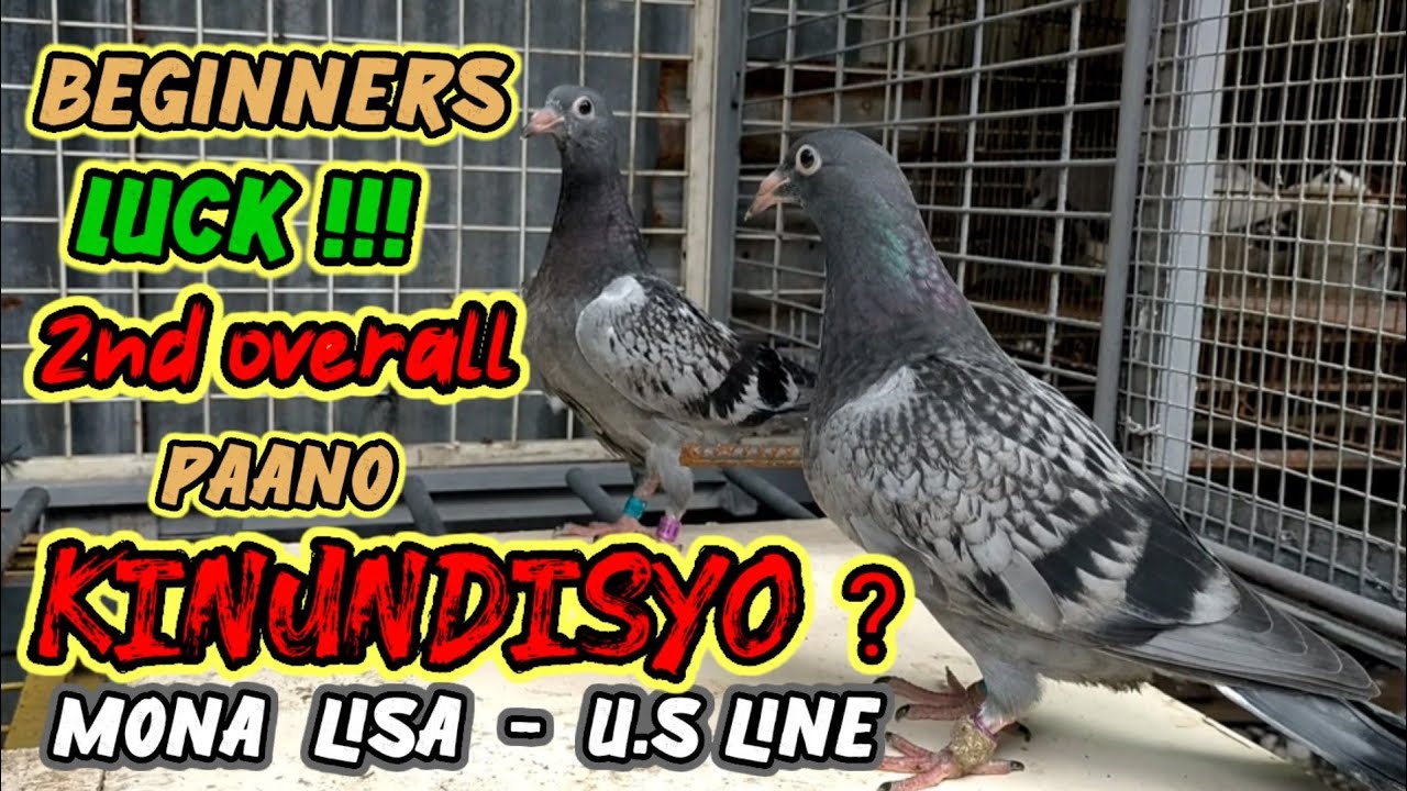 conditioning racing pigeon for breeding. - YouTube