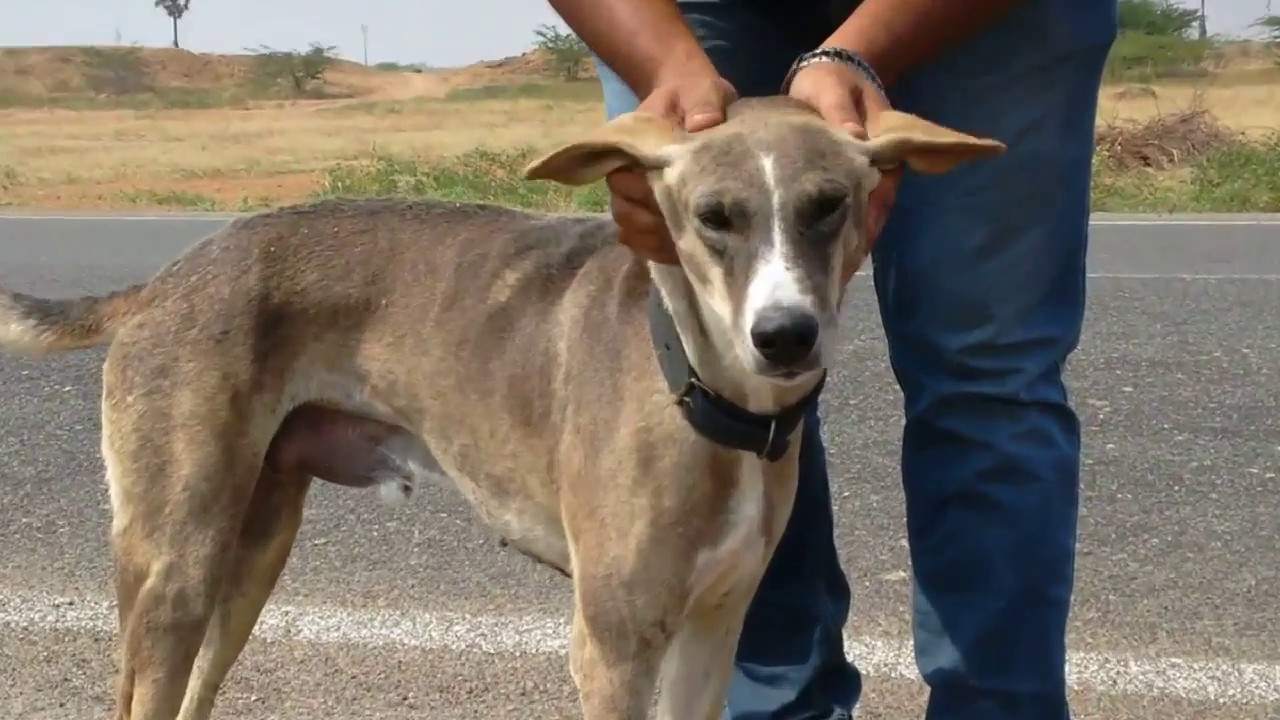 mandai dog karumsambal black ash ramanathapuram indian breed - YouTube