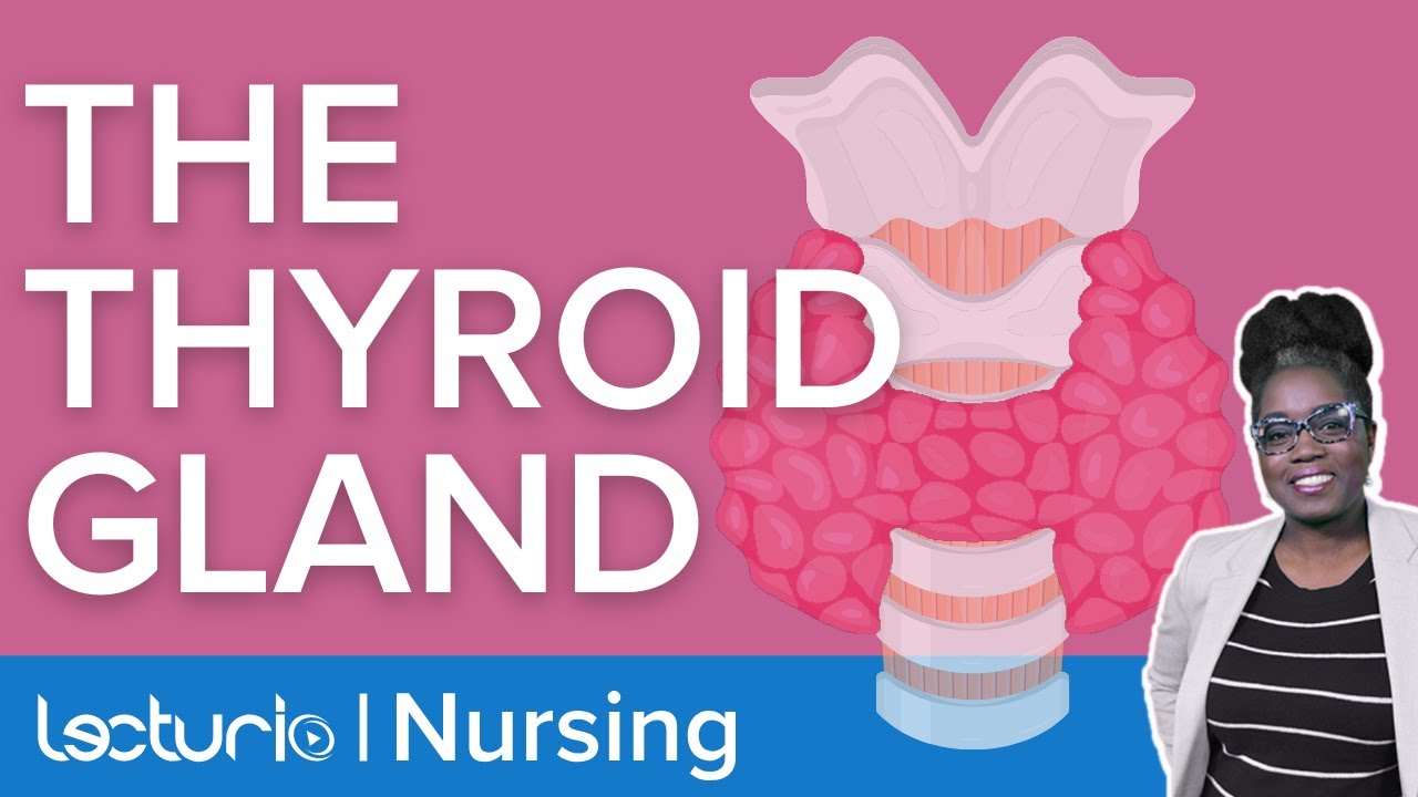 Thyroid Gland: Where Is It Located and What Does It Do? | Lecturio ...