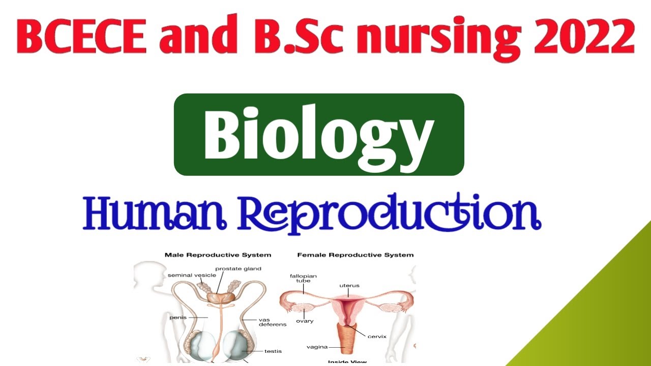 Human reproduction | BCECE 2022 questions | B.Sc nursing 2022 questions ...