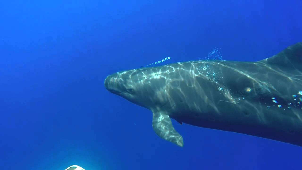 False Killer Whales using echolocation - YouTube