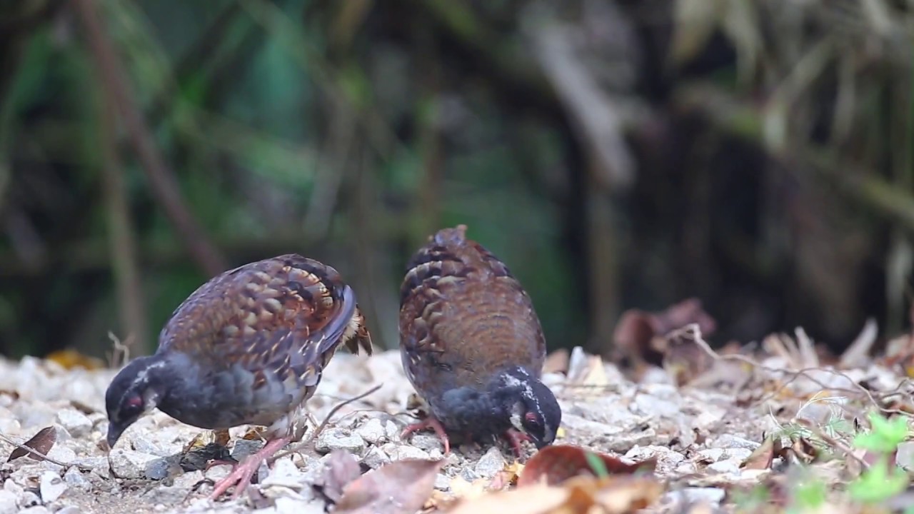 กระทาดงอกเทา Grey-breasted Partridge - YouTube