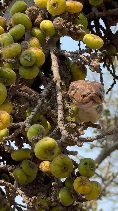 Python climb on tree 🐍😱देखिए कितना बड़ा अजगर दिखा पेड़ पर 😰 #youtube # ...