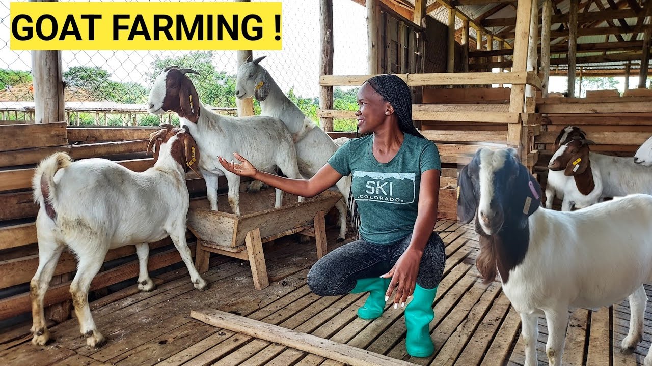 How GOAT Farming Can MakeYou RICH!| For Beginners ! - YouTube
