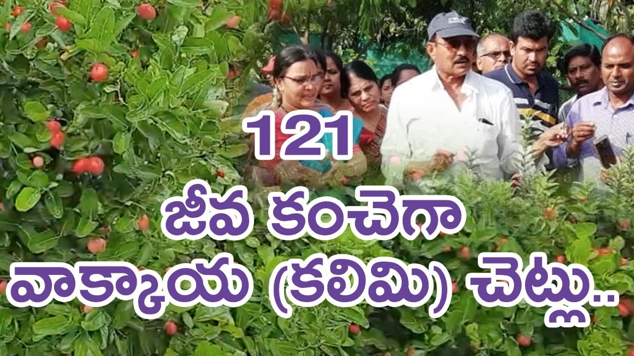 Karonda plants (vaakkaya) plants are better for fencing ||Hari Babu ...