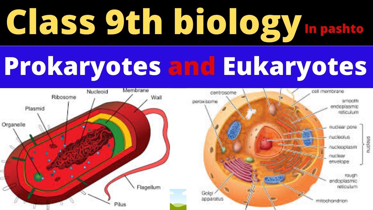 Differences between prokaryotes and eukaryotes | In Pashto | Home of ...
