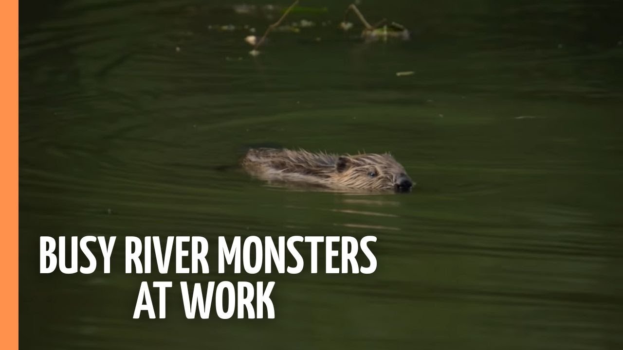 The Beavers are back - Busy river monsters at work - YouTube