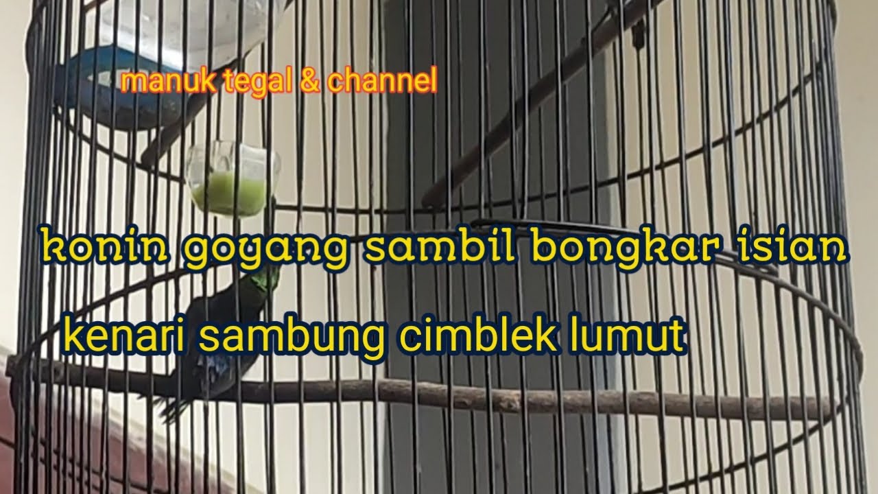 Konin ngobra bongkar isian kenari - YouTube