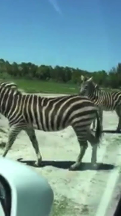 Close encounter with the animals #shorts #animals #sunday #zoo #zebra - YouTube