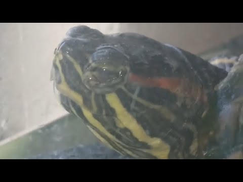 How to cure a turtles eye infection/ stye/ shut eye, 2-3 days - YouTube