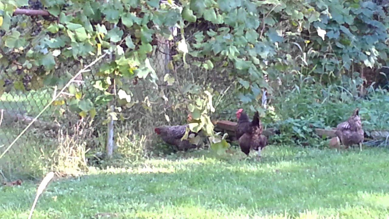 Chicken jumping for grapes! - YouTube