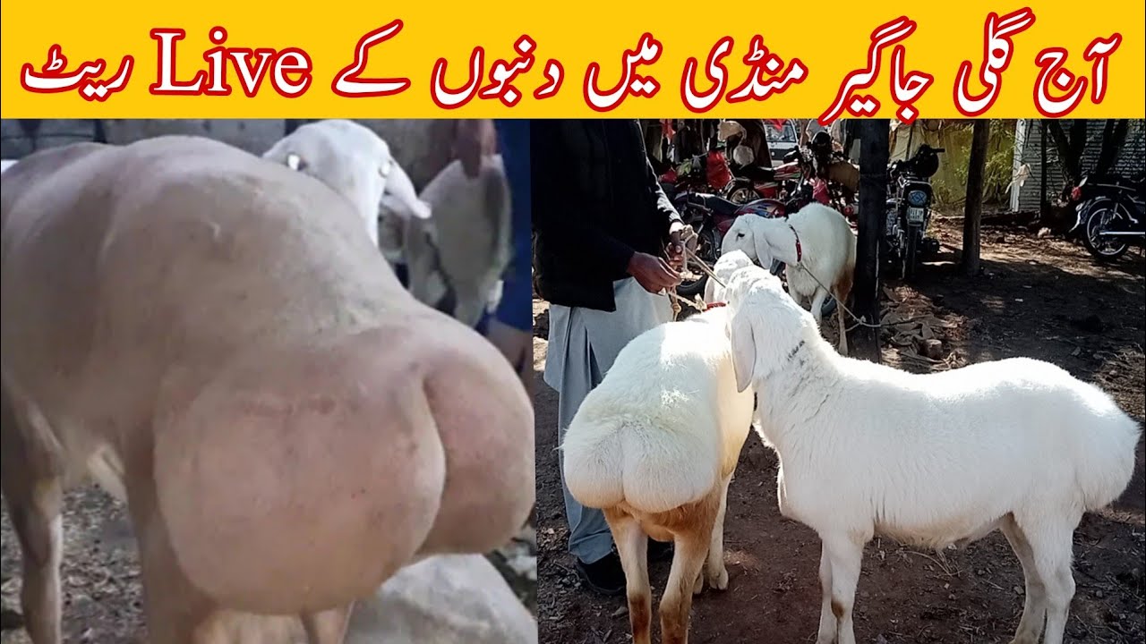 Today Saturday Update Best Dumba Collection for 2023 | Dumba Mandi Gali ...