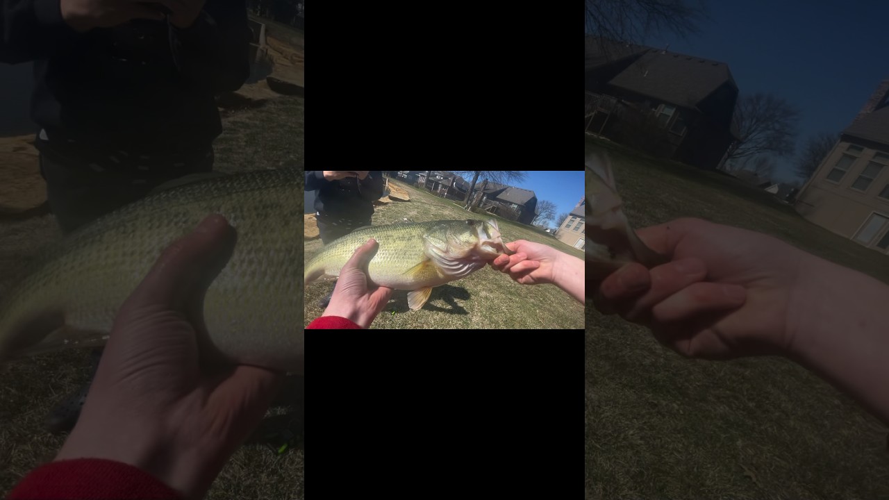GIANT BASS INHALES RATTLE-TRAP!!!🔥😮(Huge PB Bass!) #bassfishing #shorts ...