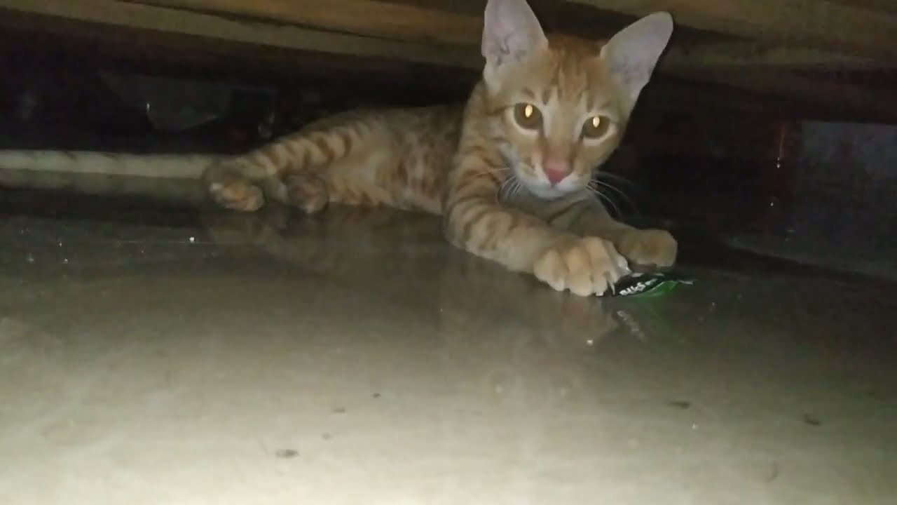 cat angry with candy | @Robin Seplut - YouTube