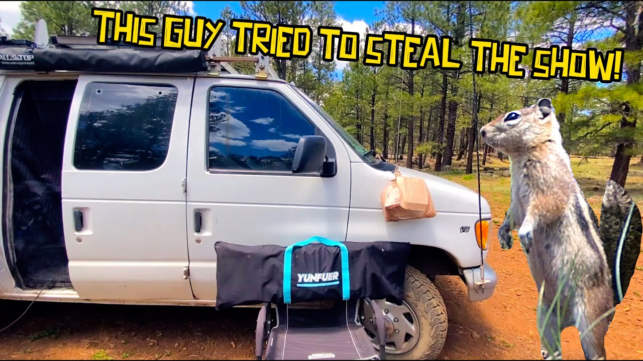 Van Life Critters ! | This Guy Tried To Take Over With His Cuteness ...