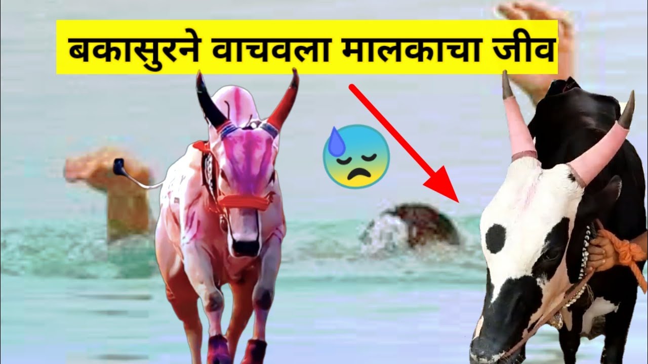 बकासुरने बुडणाऱ्या मालकाचा वाचवला जीव😥 | Bakasur | Thr Bull Saving ...