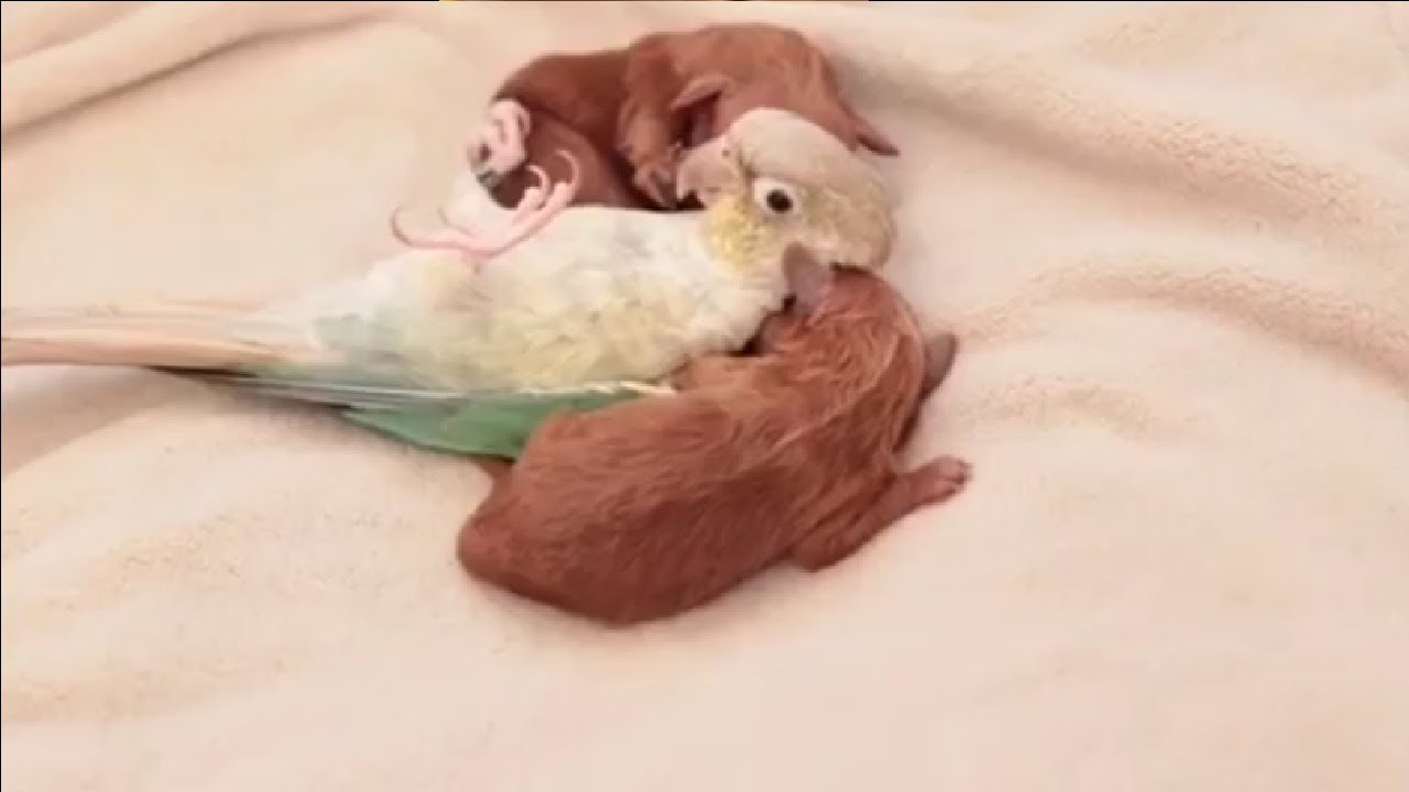 Two Newborn Pups Taking A Nap With Bird - YouTube