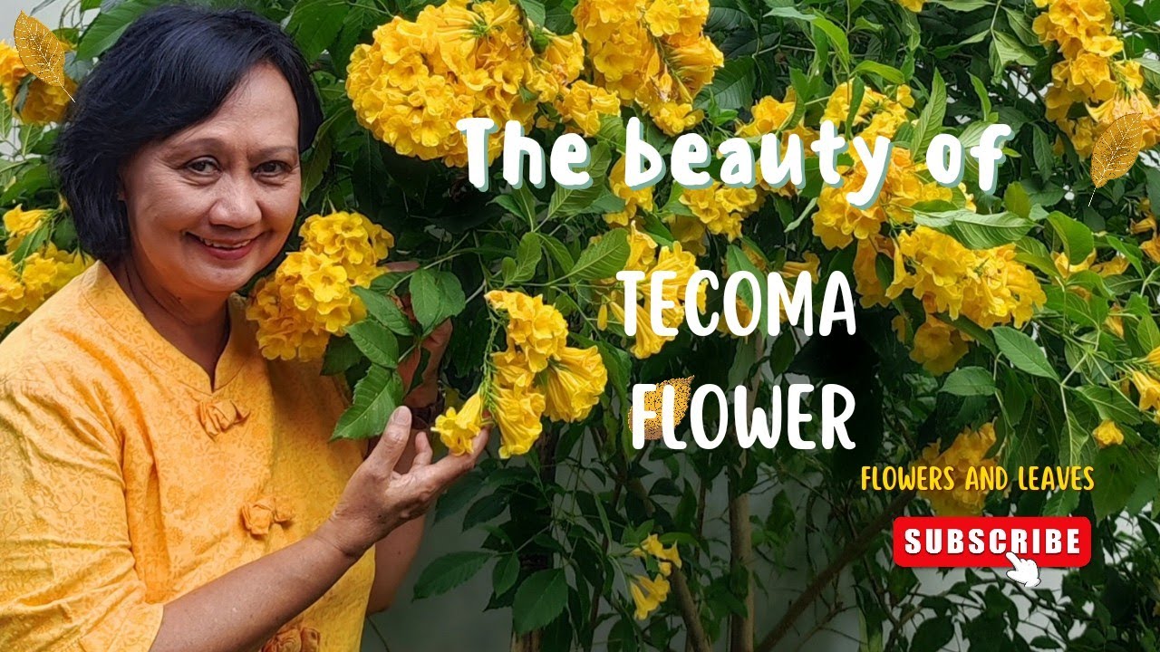 The Beauty of Tecoma Flower| Kemolekan Bunga Tecoma @omahbungah978 ...