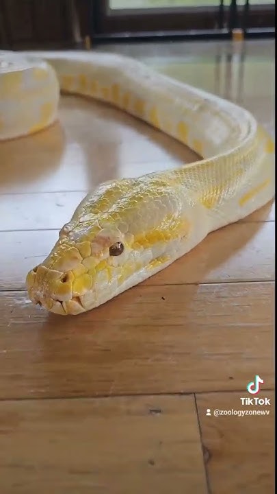 It's Britney Bi...well...you know the rest! Meet Britney, our rescued ...