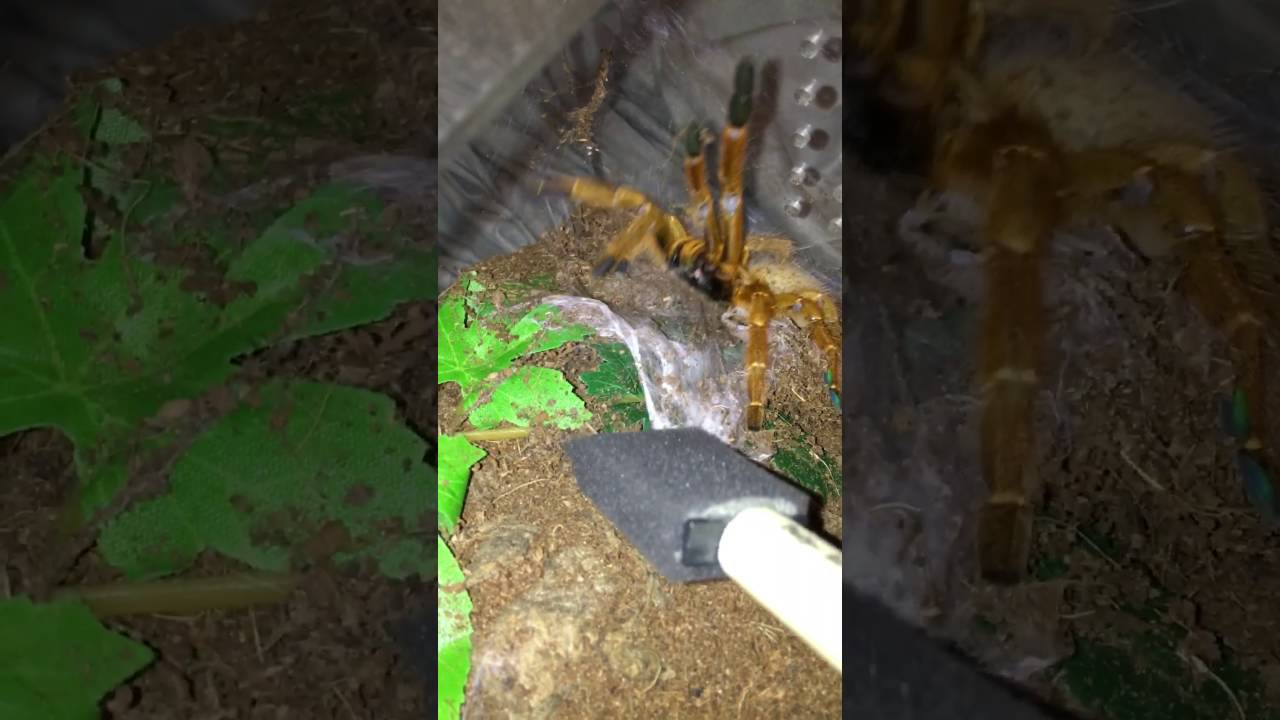 🕷Very Angry OBT | Orange Baboon Tarantula | Orange Bitey Thing 👹👺 - YouTube