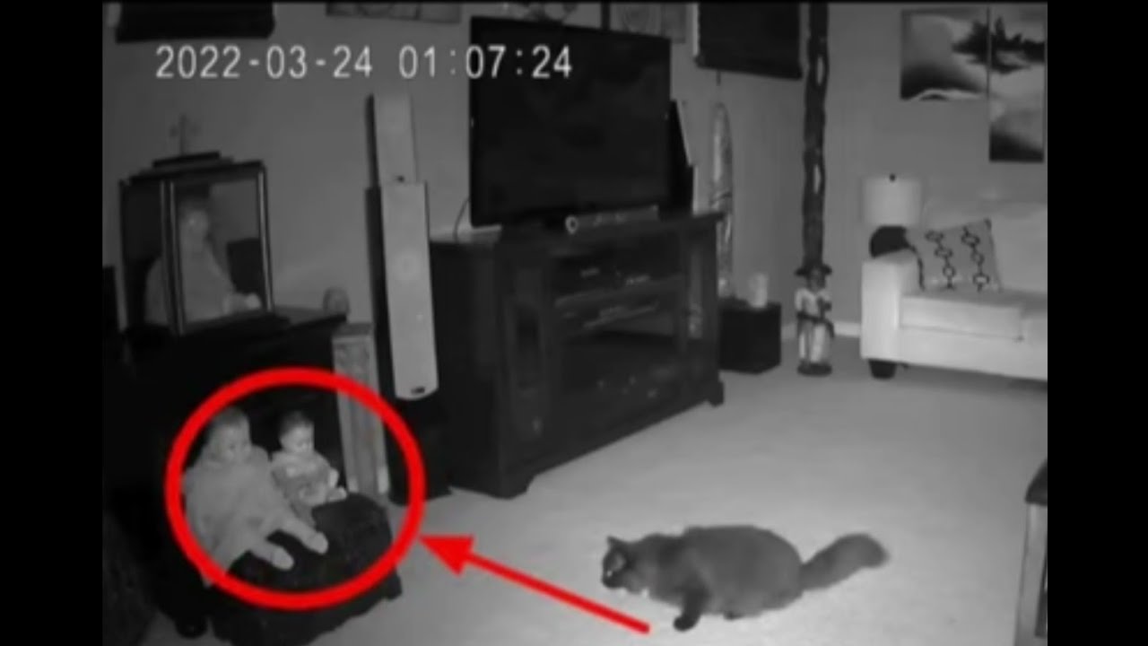 Top 10 ANIMAL THAT SEE Ghost !!! that will blow your eyes!!!! - YouTube