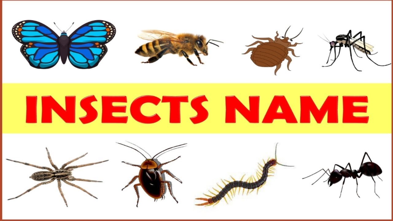 Learn insects name|20 Insects name|Insects name in English| Insects ...