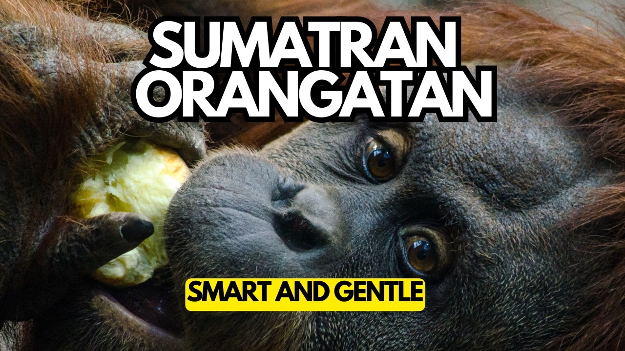 Sumatran Orangutan: The Intelligent Guardians of the Rainforest! - YouTube