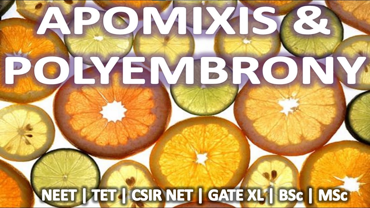 APOMIXIS | HYBRID SEEDS | POLYEMBRYONY - YouTube