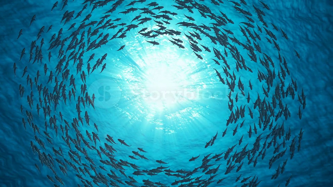 4K school of fish sharks swim in a circle smleuo42 - YouTube
