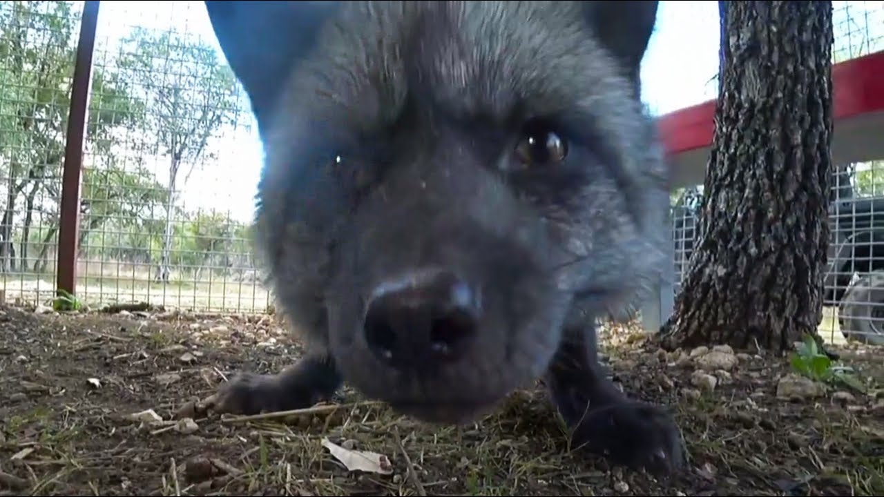 Maya gets a close up of Fenn the fox at Alveus - YouTube