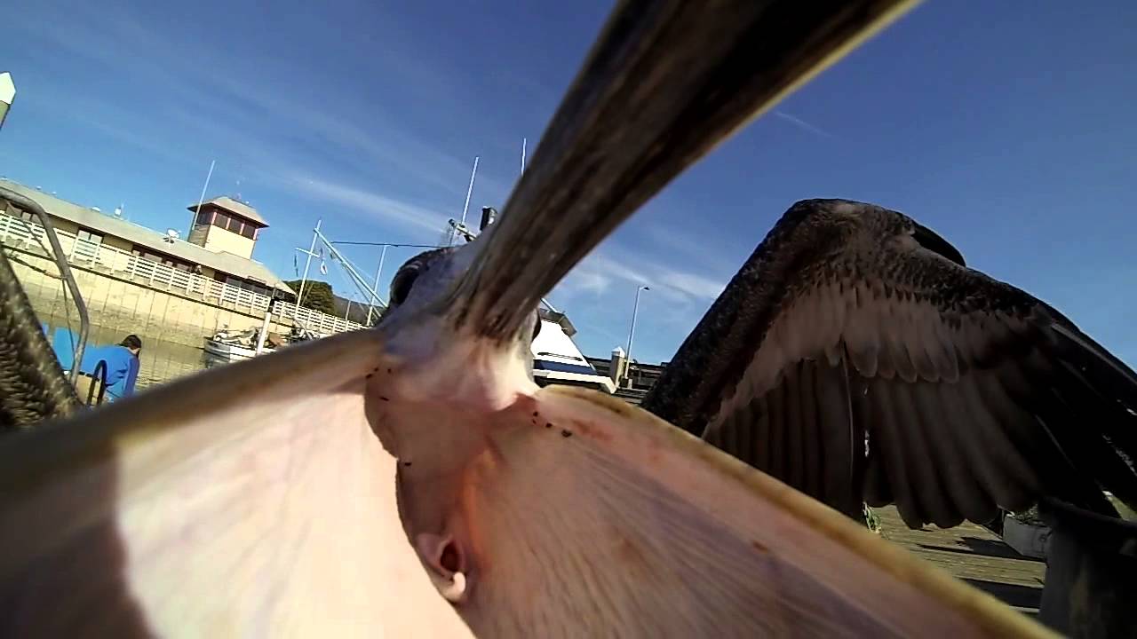 A Pelican Wants to Eat my GoPro Hero3! - YouTube