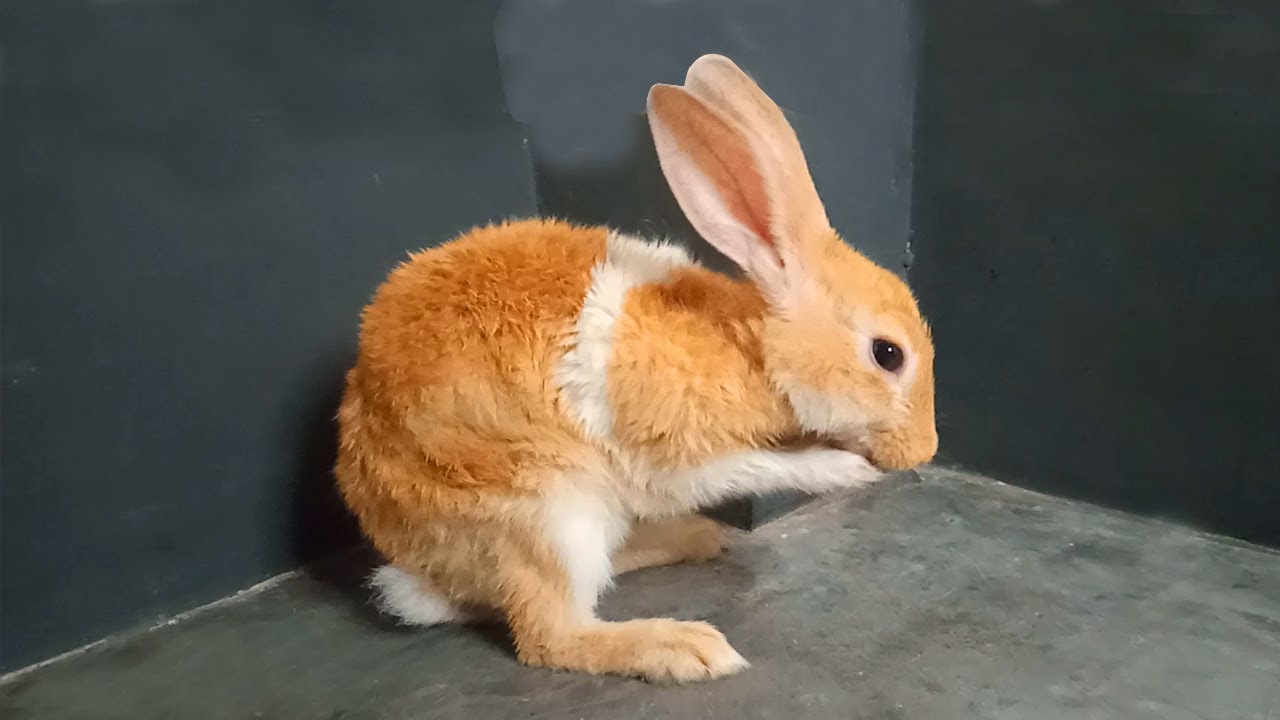 Cute Baby Bunny Washing Face-Lovely Video 2020 - YouTube