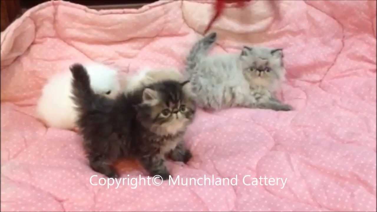 Such sweet pedigree kittens from Munchland Cattery - YouTube