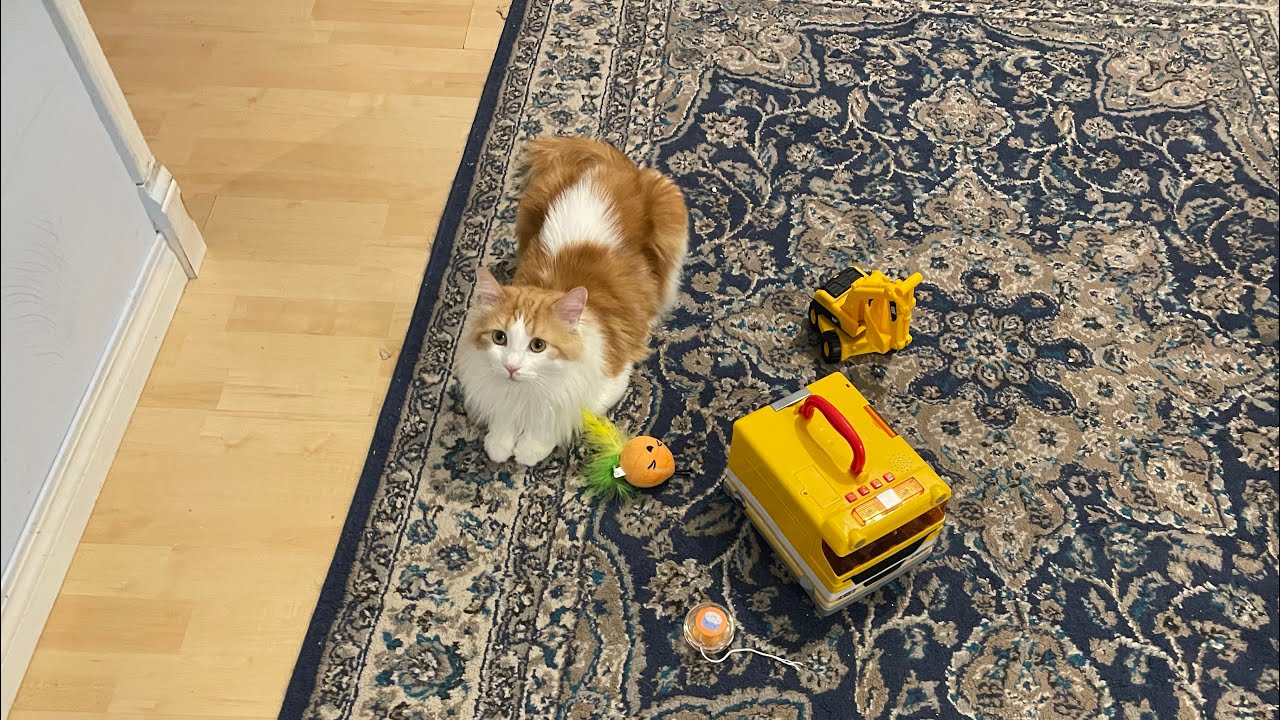 Crazy cute cat’s daily routine, - YouTube