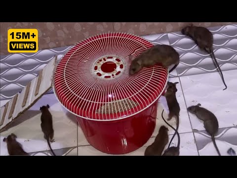 Mouse Trap Idea | Mouse Trap Homemade | Mouse Trap Setup | Mouse Trap Catches Mouse